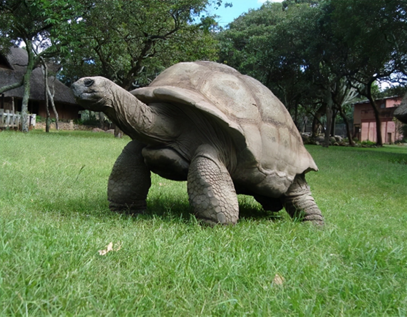 The tortoise that was forgotten by the god of death, from the Qing ...