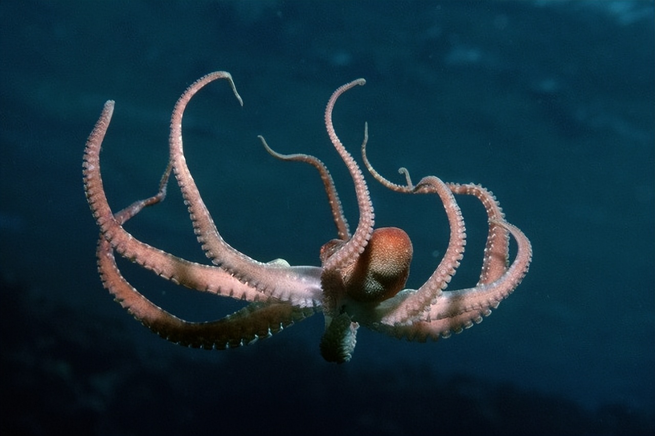 The smartest mollusc octopus in the ocean, do you know how many hearts ...