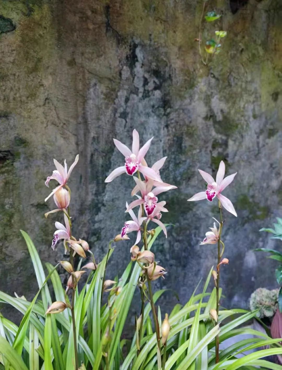 The first step of the orchid cultivation plan: select seedlings ...