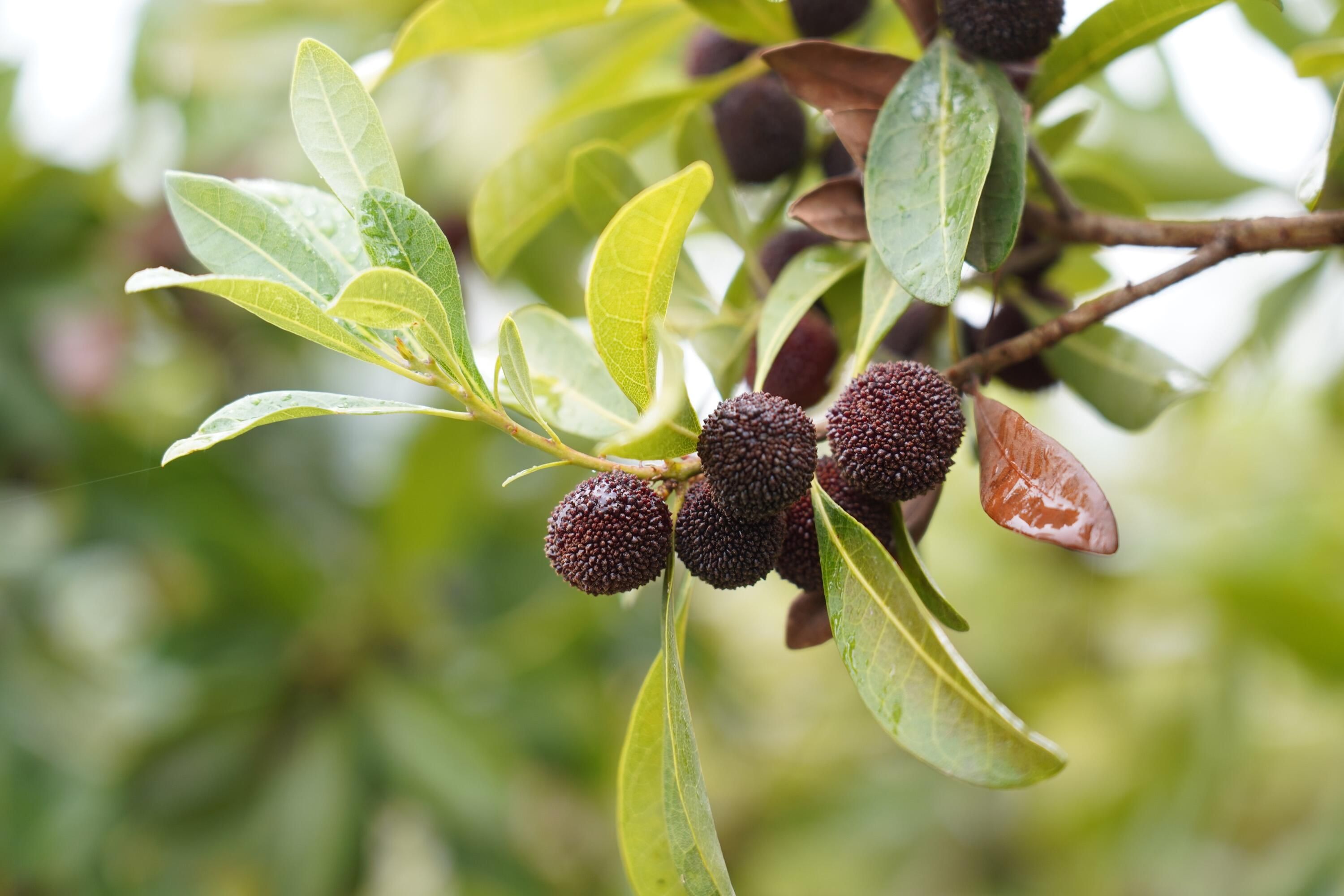 The red bayberry around Kunming is ripe! Here are the play guides → - iNEWS