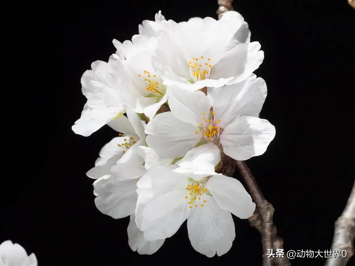 The stars are shining and the auspicious stars are shining brightly. In ...