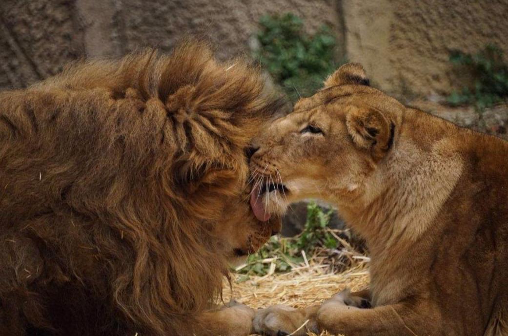 Why do male cats have to grow barbs to scratch females?What is the ...