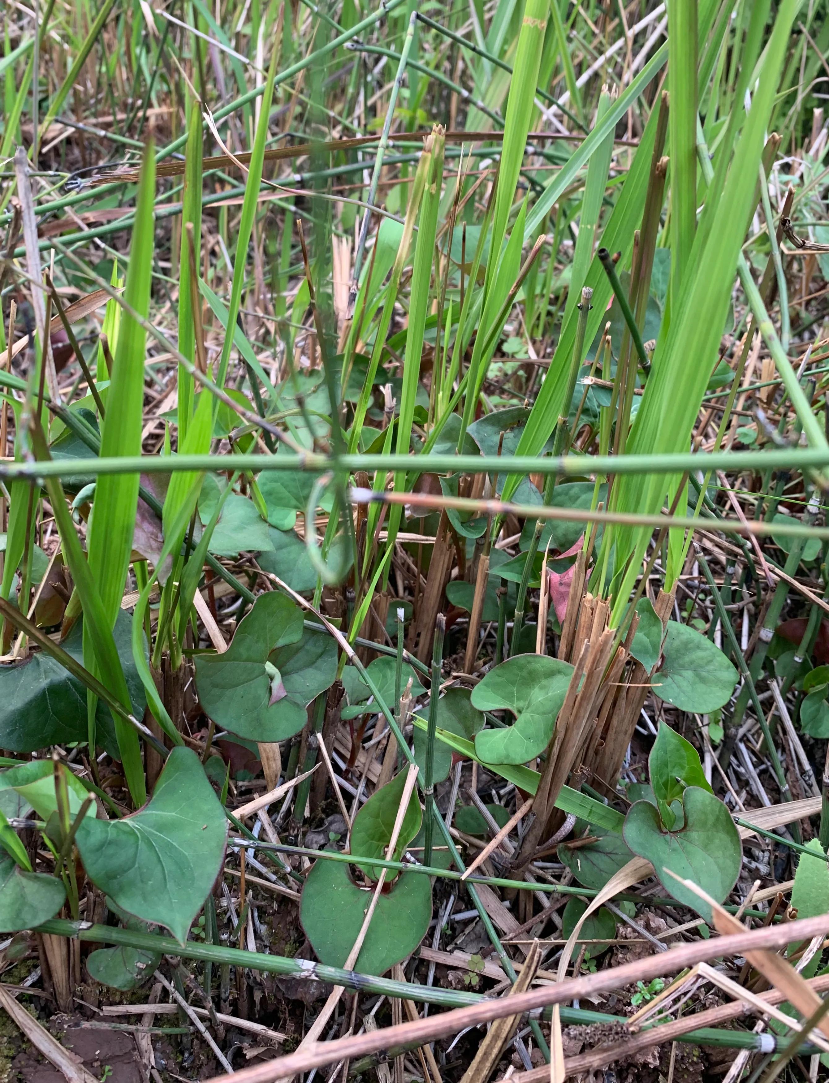 wild folded ear root - iNEWS
