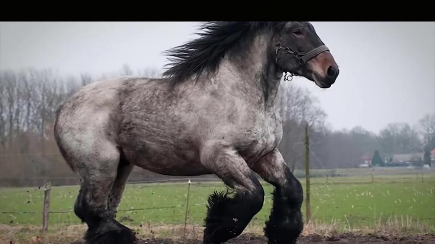 How powerful is the world's "King of Ten Thousand Horses"? The size is ...