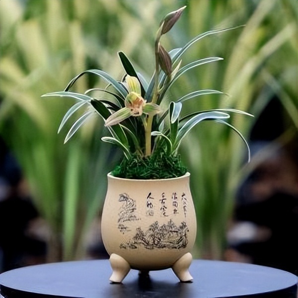 Choose this "two-color" four-season orchid for growing flowers on the ...