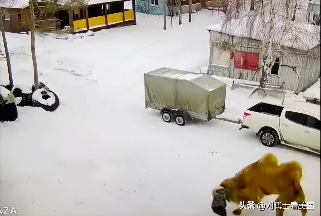 Anecdote: A Russian hit a camel in the face and died after being bitten ...