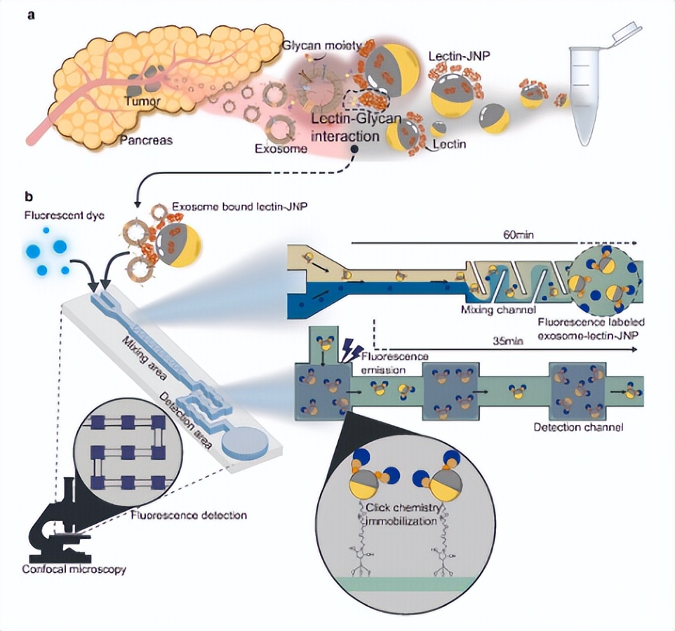 Development of a specific detection method for pancreatic cancer ...