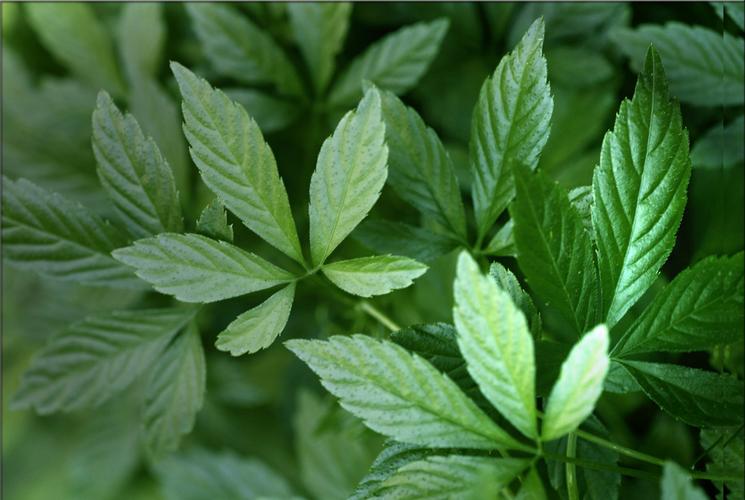 Today I will introduce a precious Chinese herbal medicine "Gynostemma ...