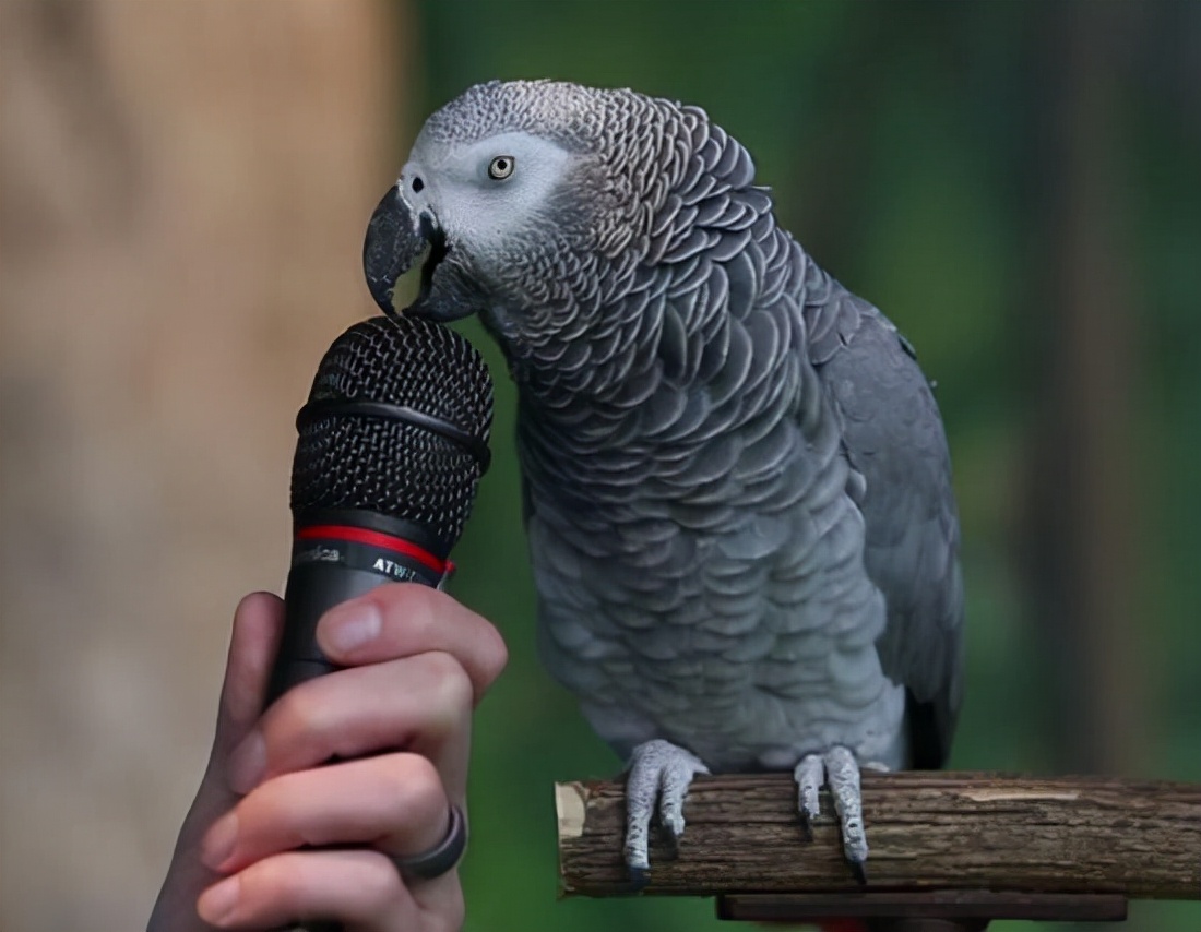 Parrots also understand the meaning of human language?When a parrot ...