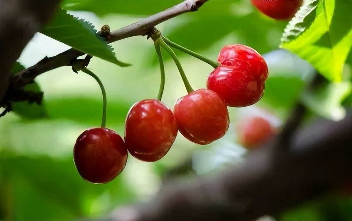 Reminder: 8 kinds of fruits that stomach diseases "hate", eat them ...