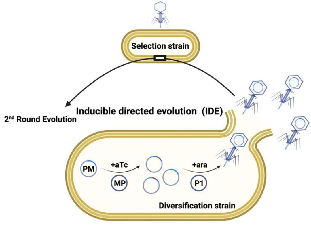 A novel approach to induce directed evolution to complex phenotypes ...
