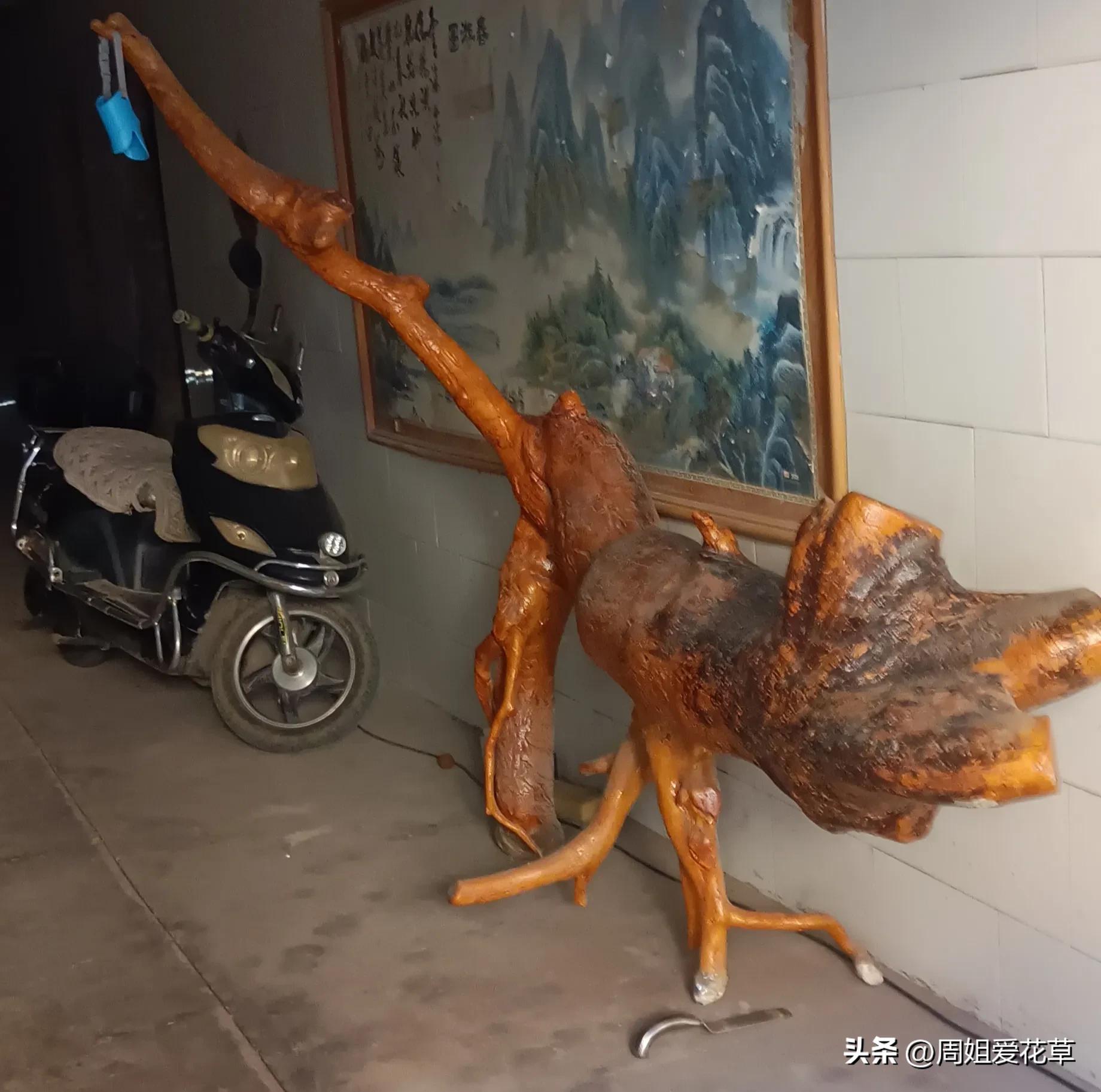 giant root carving - iNEWS