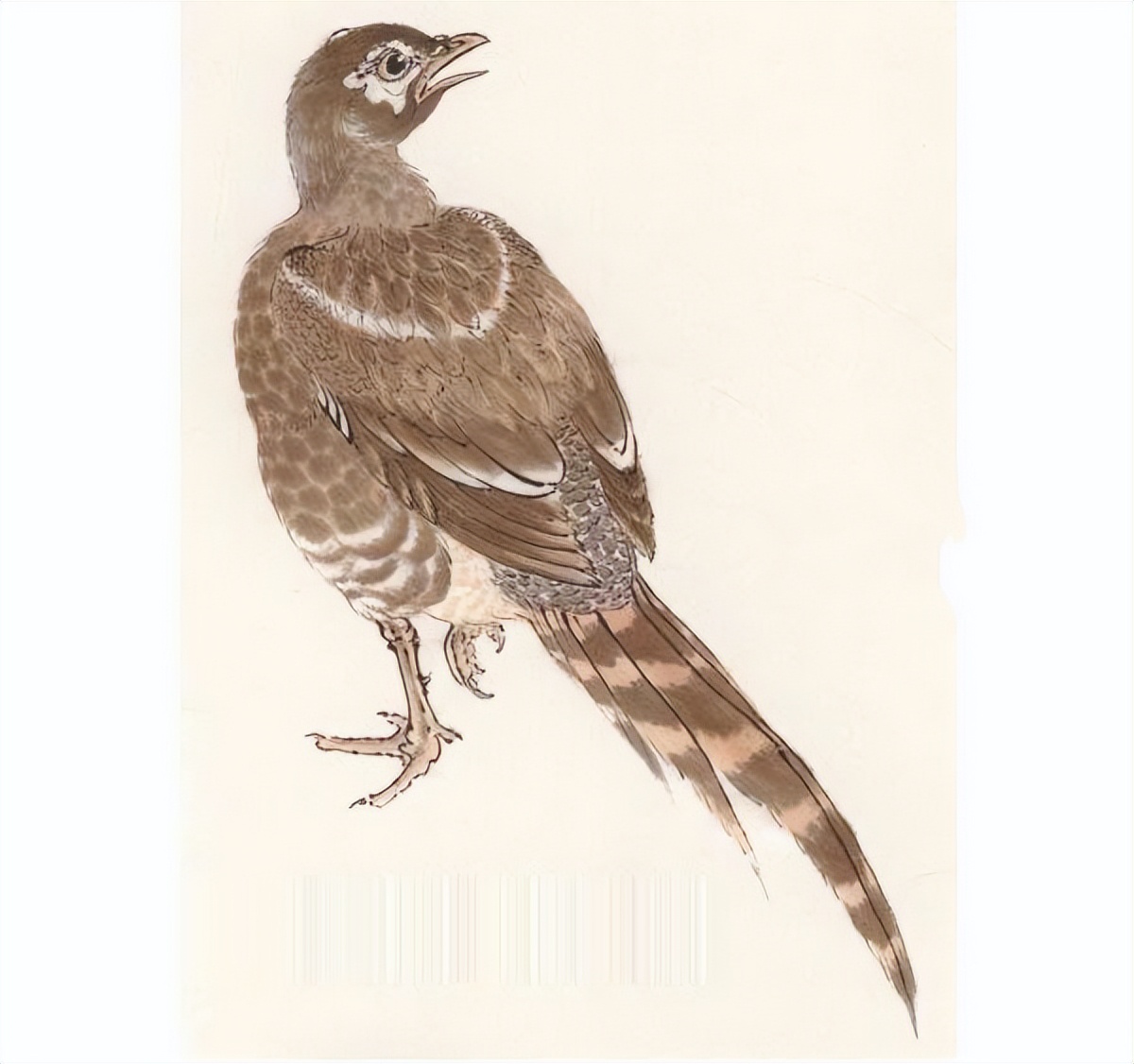 Diagram of the meticulous painting method of ring-necked pheasant - iNEWS
