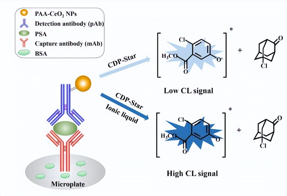 Chemiluminescent Immunoassay Based on Alkaline Phosphatase-Like Nano ...