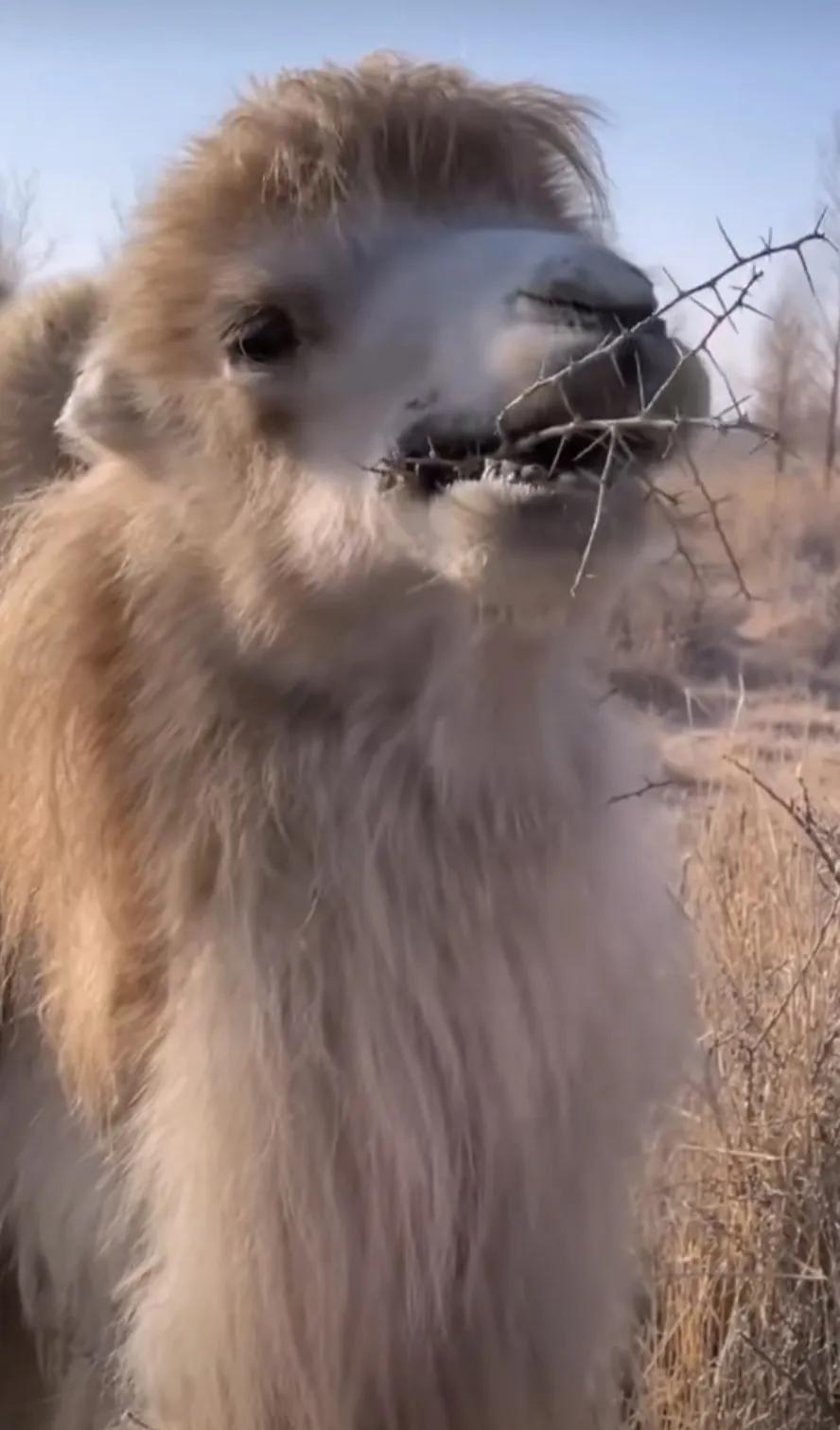 Why do camels eat cacti and thorns without getting hurt? - iNEWS