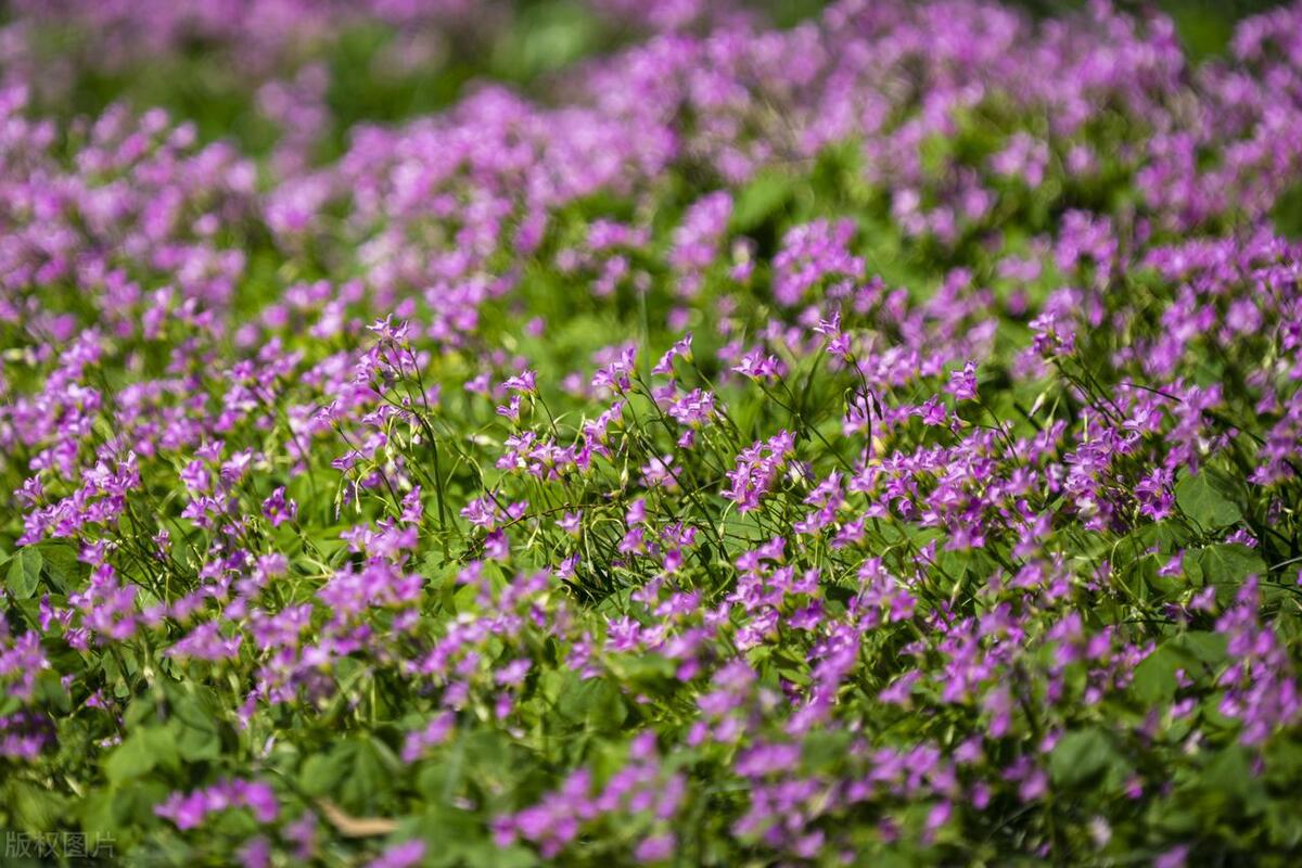 The smallest flower pot in the house is used to raise it, the pot is ...