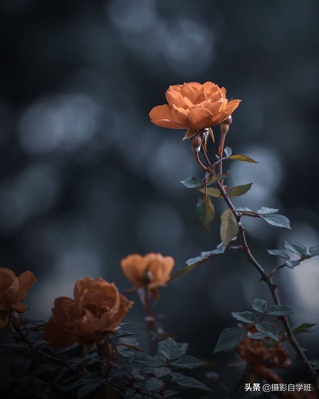 Choosing the right angle, taking flower photos is half the battle. Do ...