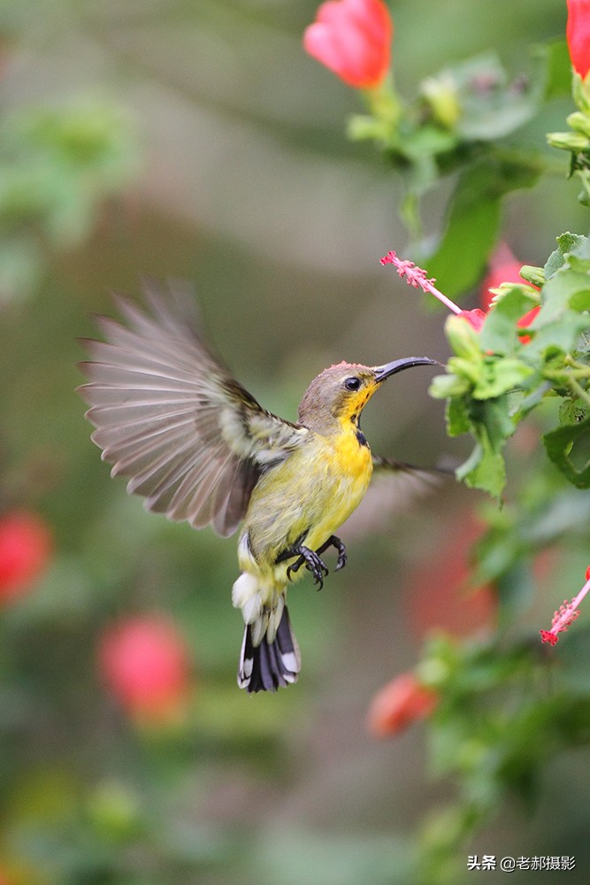 There are no hummingbirds in China, they are China's "hummingbirds ...