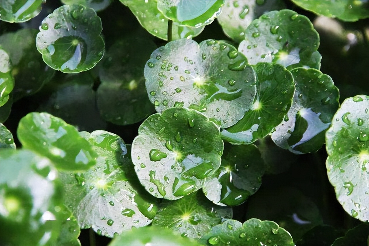 Want to raise the "beauty" of copper coin grass?The formula is "1 more ...