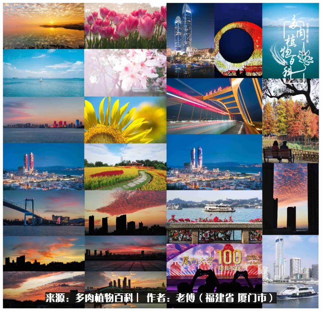 Take photos, raise succulents, and add color to life! - iNEWS