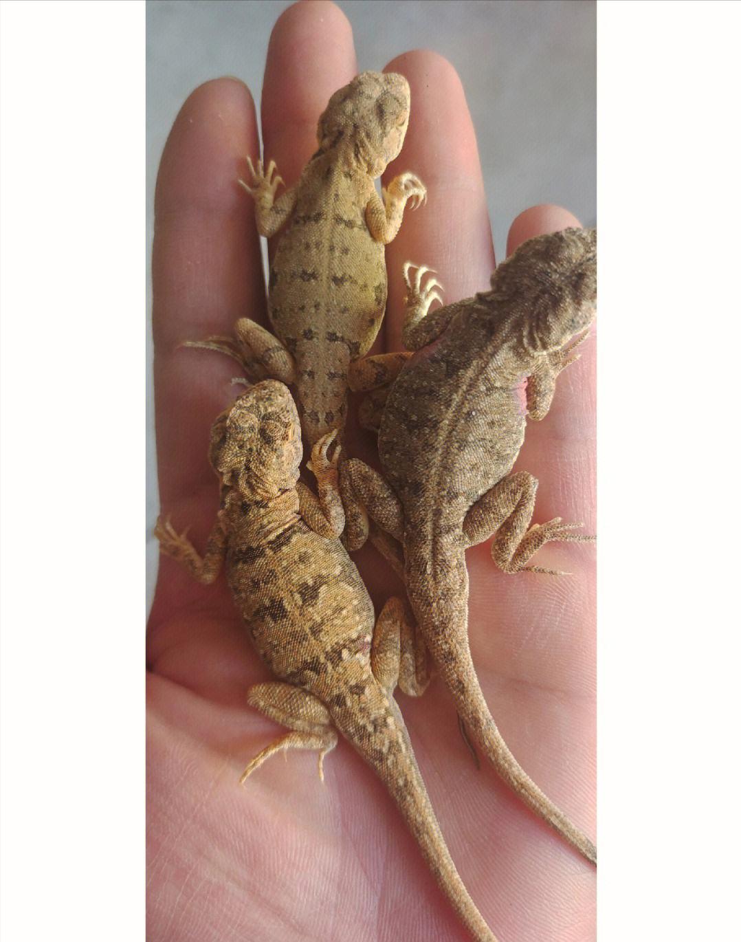 One of the endemic lizards in China, it has bright colors but is easily ...