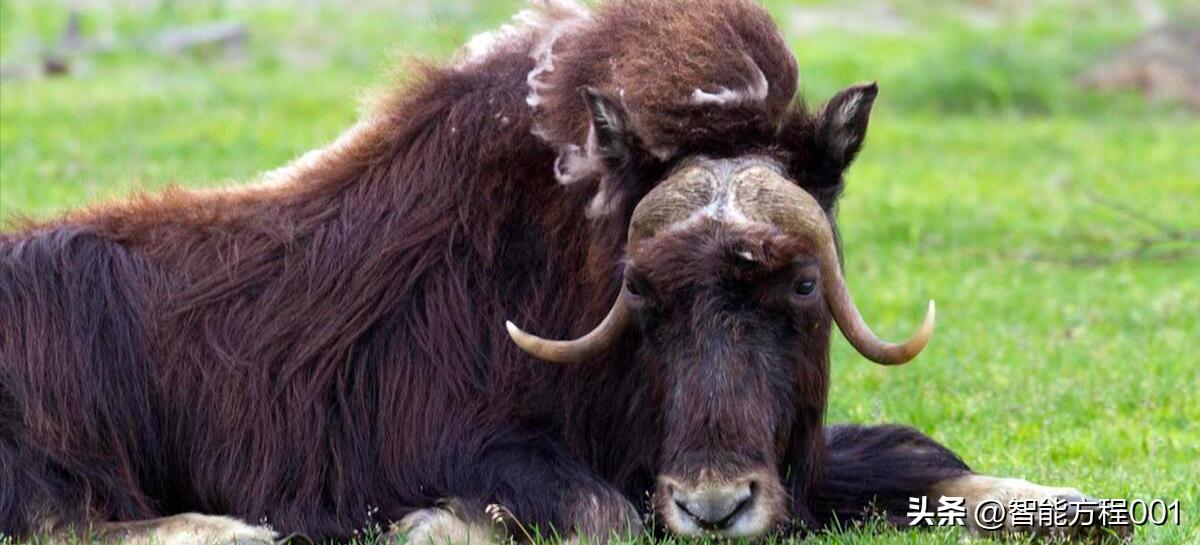 Top 10 Smelly Animals That Could Make You Throw Up All Day If You Met ...