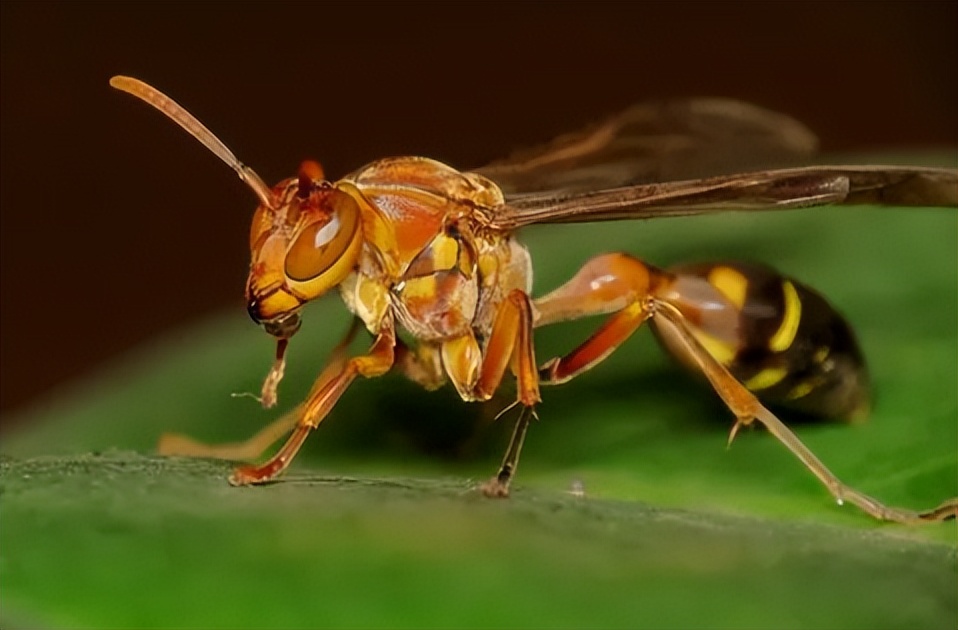 Observational analysis of patterns of pollen and nectar collection by ...