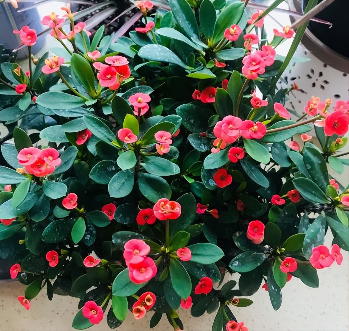 8 kinds of "hard-working flowers", with a large amount of flowers and ...