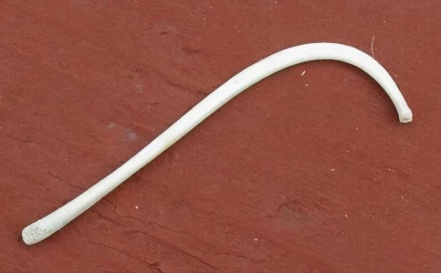 Animals have "penis bones", but humans don't. Is it evolution or ...