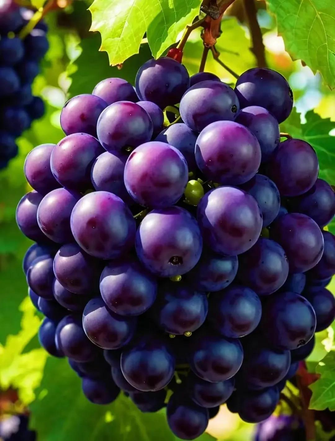 Special appreciation and collection of couplets (005·digital couplets ...