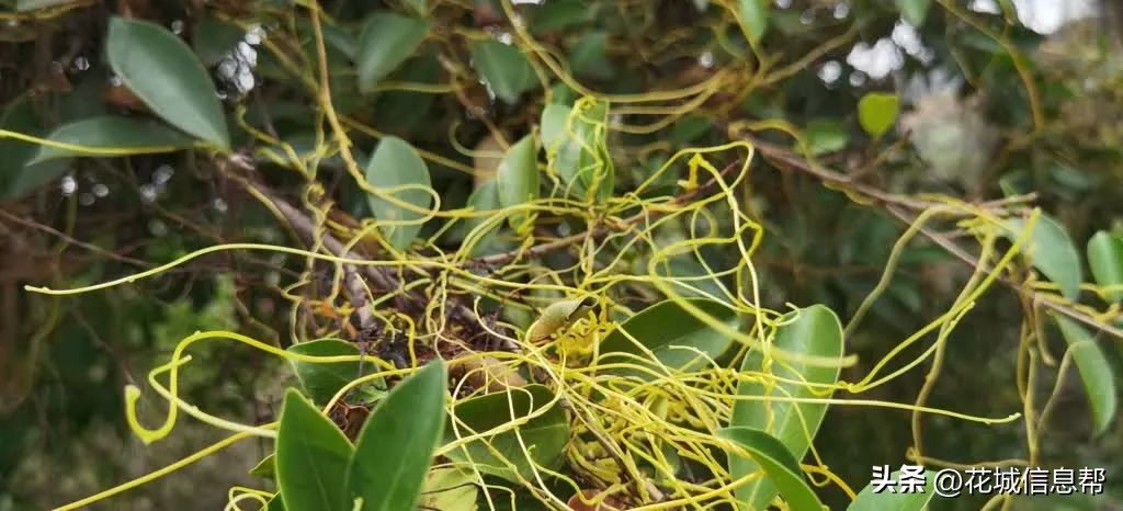 Plant "vampire" strikes! Some plants have been sucked to death - iNEWS