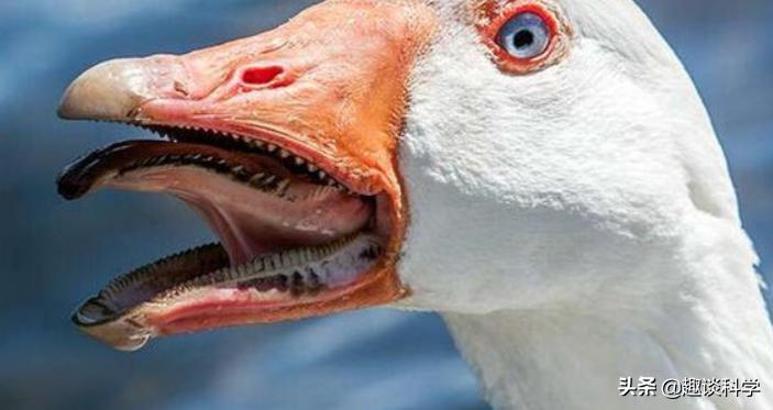 Where there are geese, snakes run away, tigers and gorillas flee?How ...