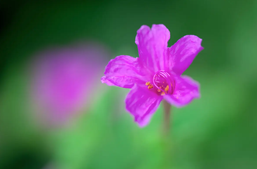 "Poem Appreciation" Mirabilis, Rouge Flowers and Zhuang Yuan Red Hidden ...