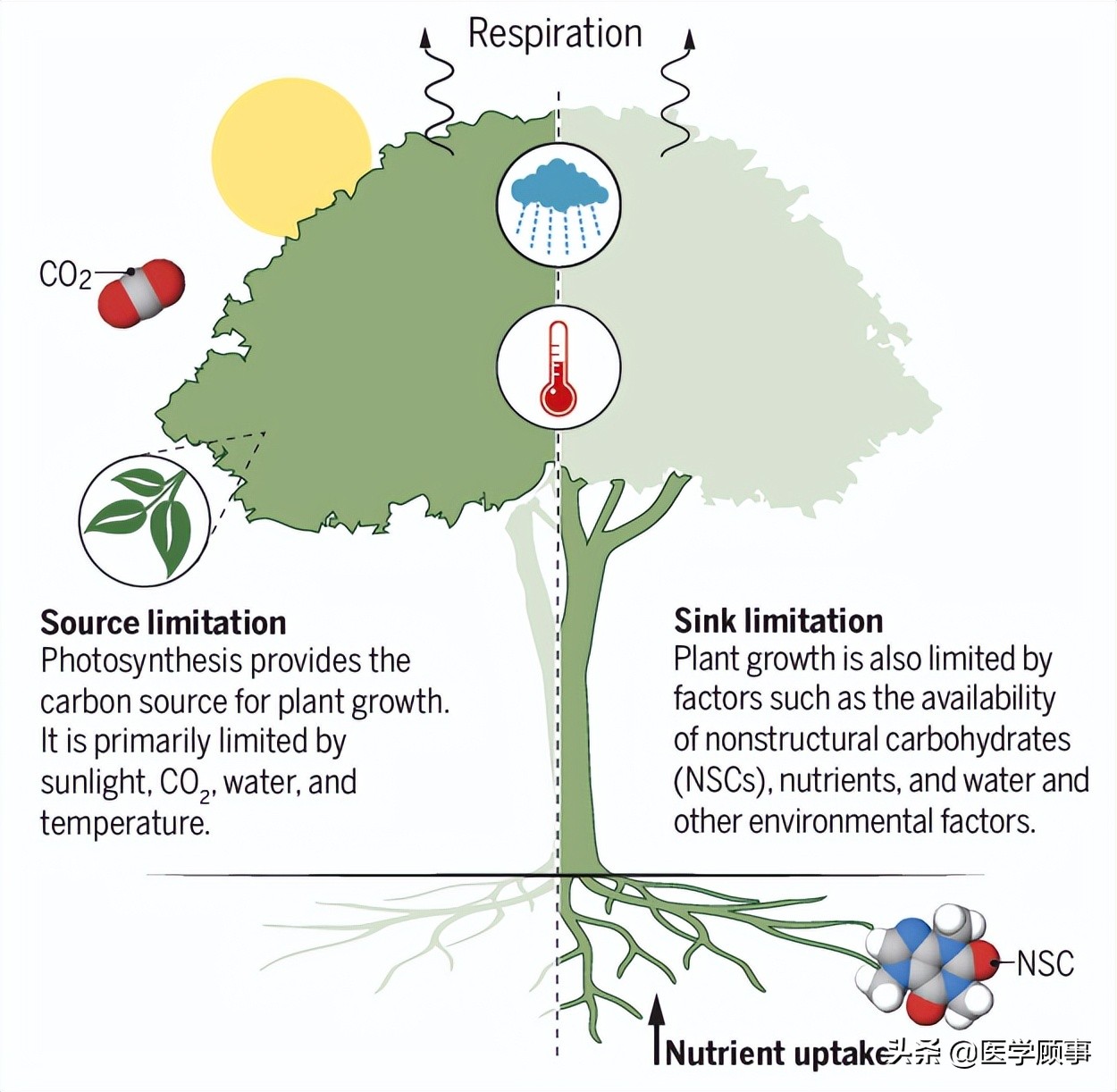 What determines the growth of trees?The latest in Science: We may have ...