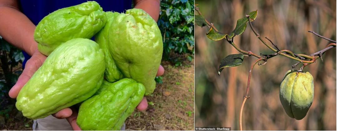 Attention Chinese! This melon and fruit in Australia's backyard is ...