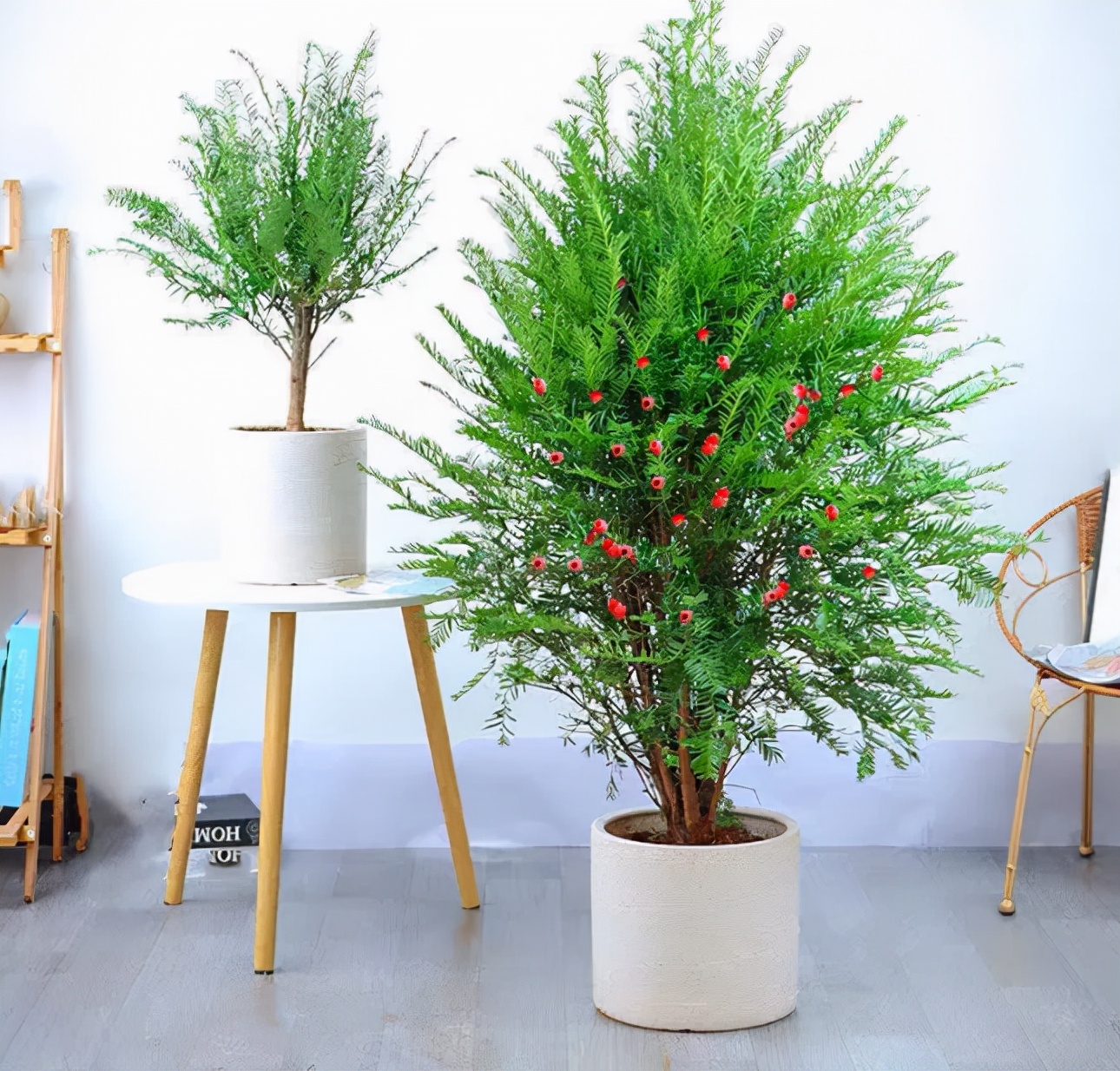 4 kinds of "healthy trees", beautiful and can also purify the air, the ...