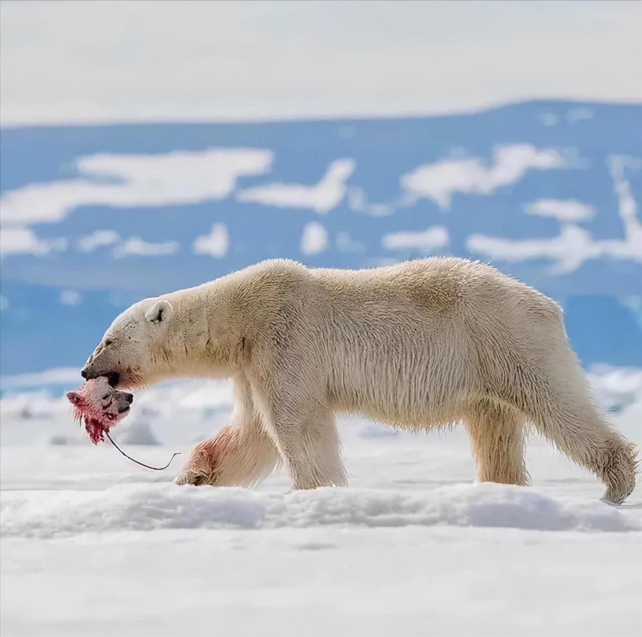 Ferocious animal polar bear - iNEWS