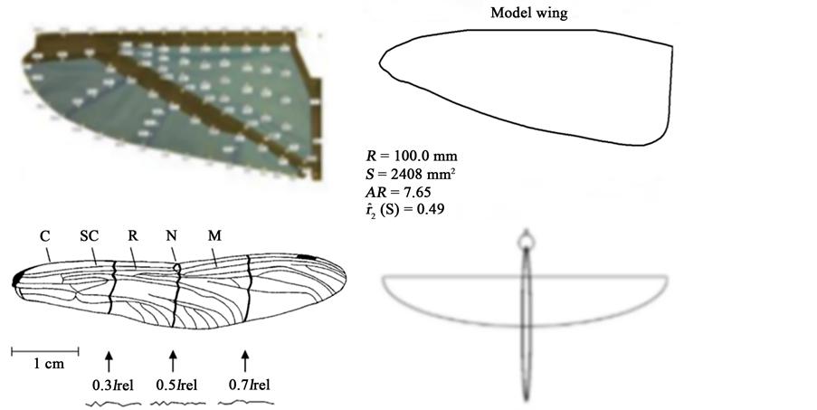 Modeling of two-wing and four-wing flapping-wing micro air vehicles ...
