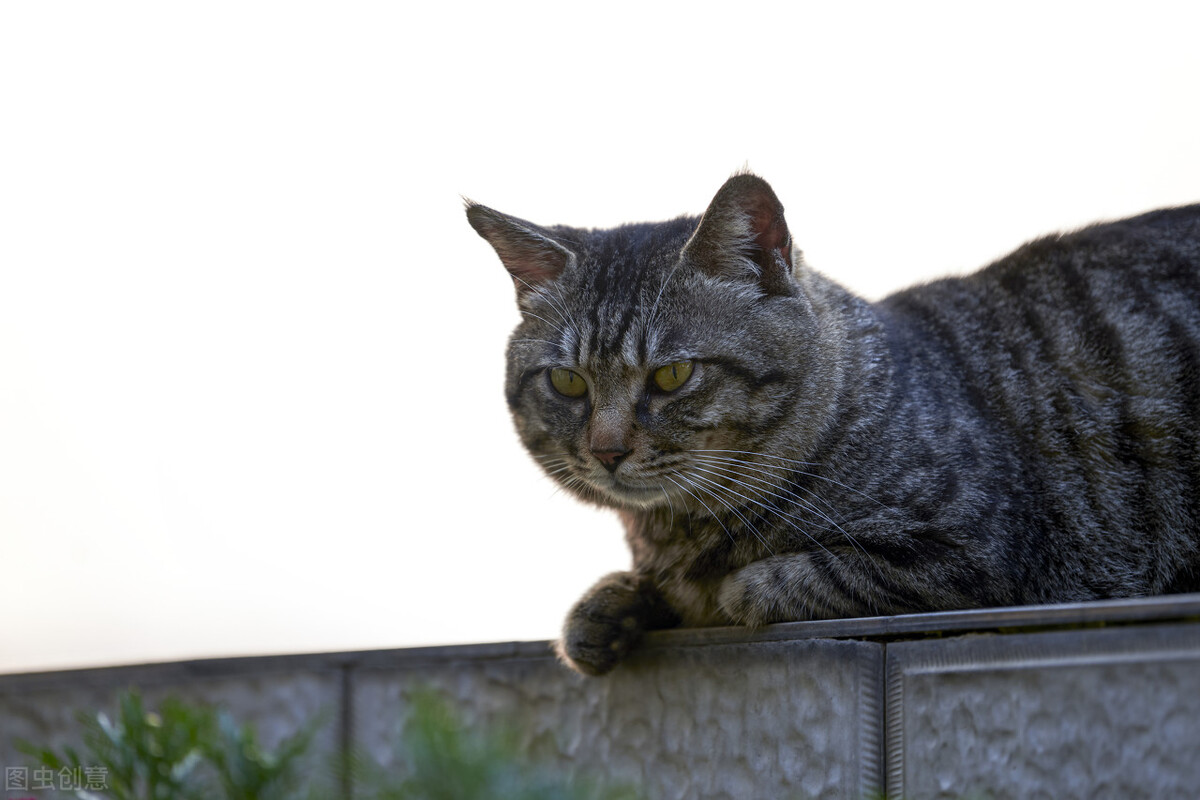 Who says cats are indifferent?These cats are strong and protective - iNEWS