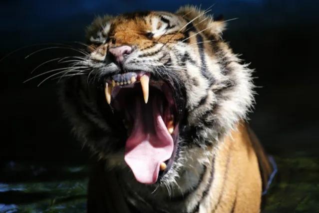 What is a tiger's natural enemy?Why are there fewer and fewer tigers in ...