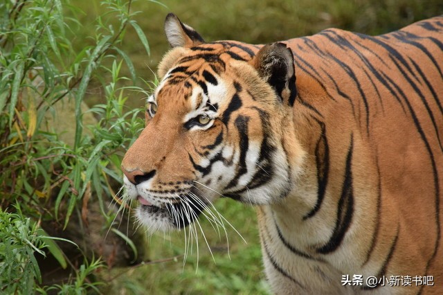 Shocking scene! How did Lu You defeat the notorious tiger with his ...