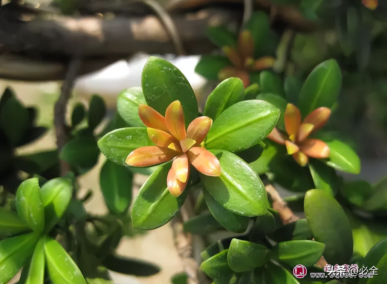 It is said that the family has Lohan pine, and generations are not poor ...