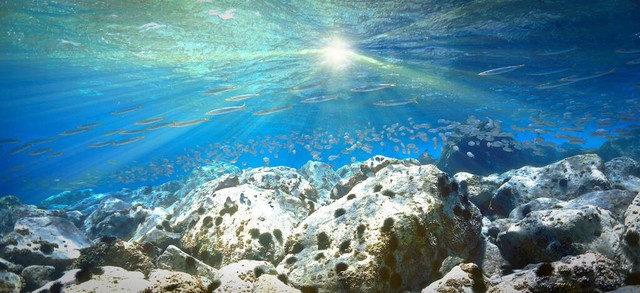 Coral Reef Architecture for the "Tropical Submarine Bridge" - iNEWS