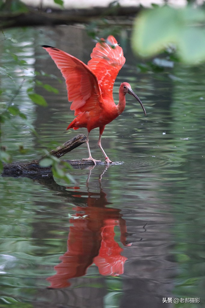 The reddest bird in the world——(not the crested ibis, do you know what ...