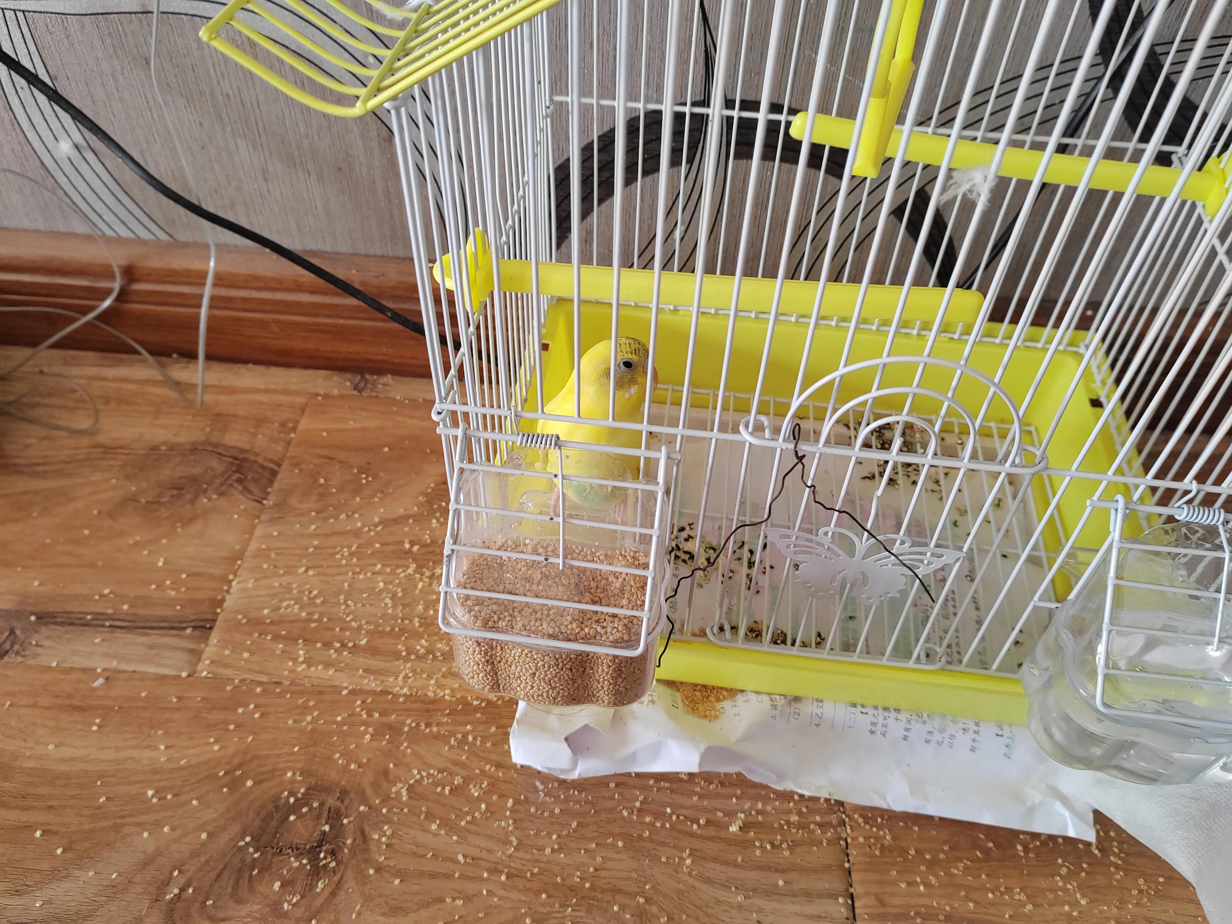 Birds peel their shells - iNEWS