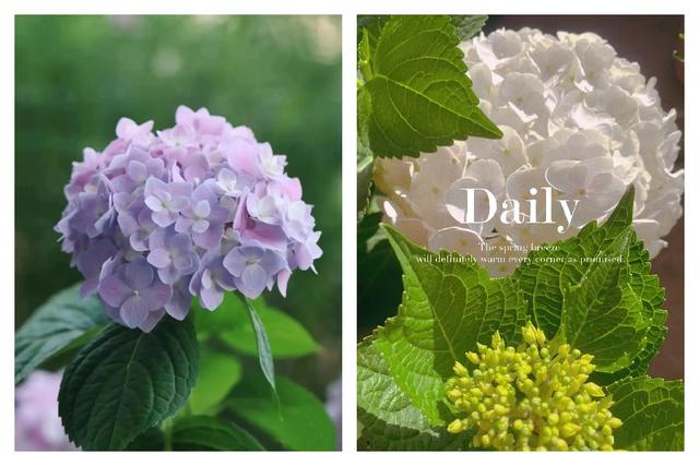 Hydrangea is poisonous, do you dare to keep it? - iNEWS