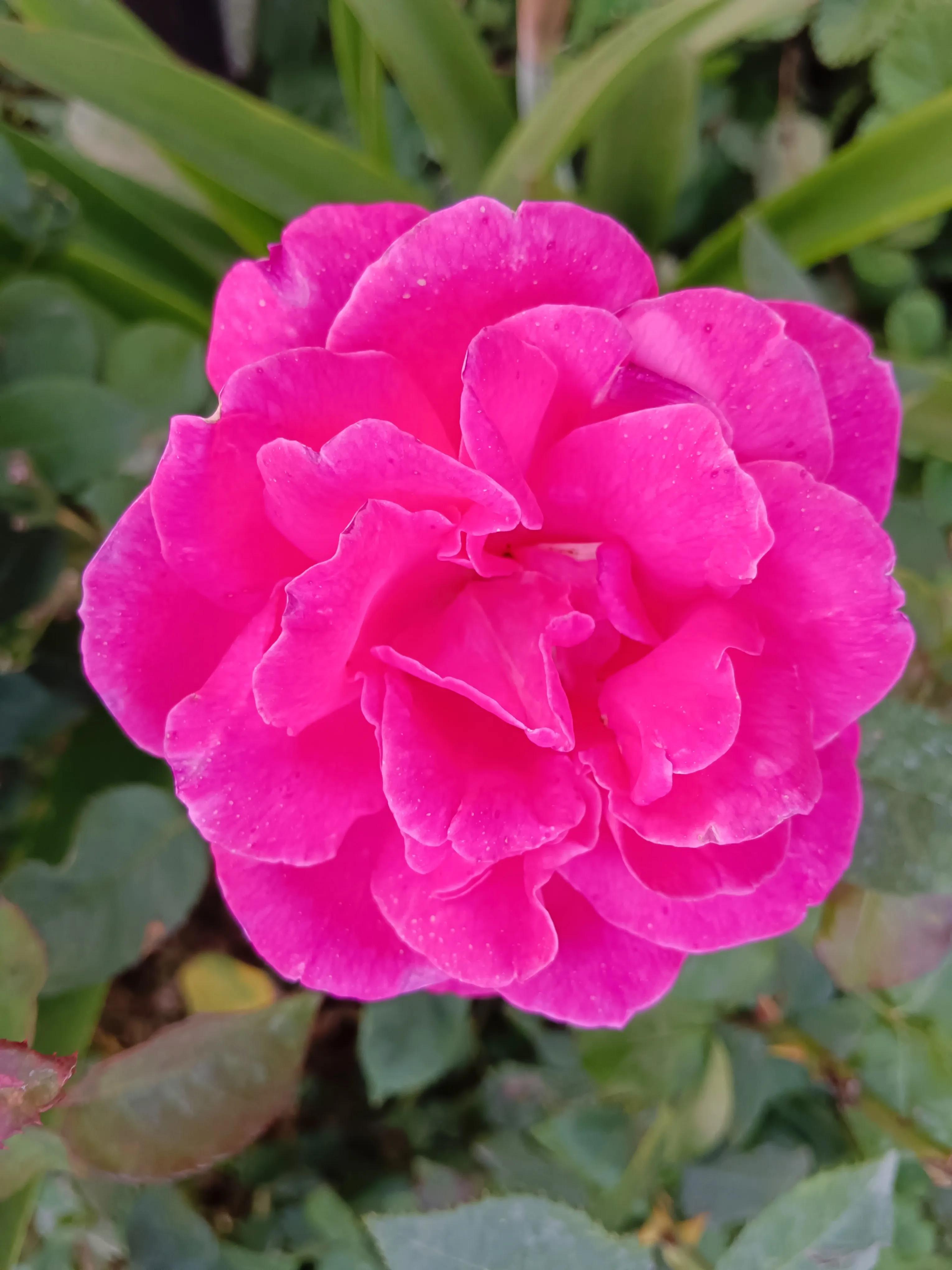 "Rain" Flying Flower Order - iNEWS