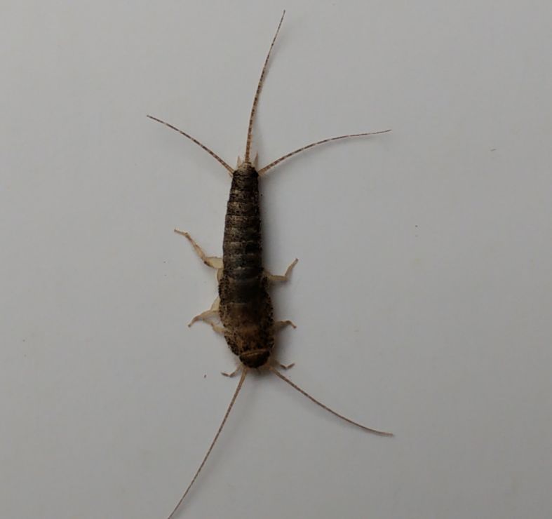 How to get rid of worms at home naturally - iNEWS