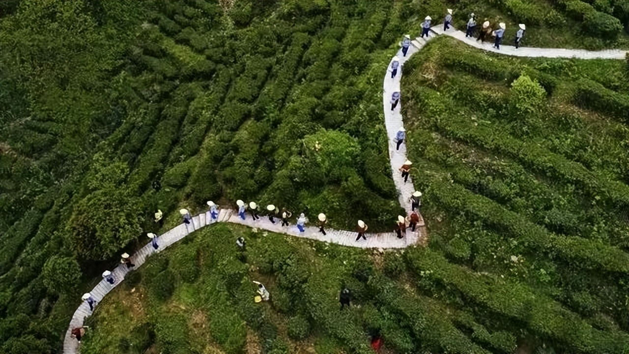 Starting from Junshan Silver Needle, Yueyang Yellow Tea can go further ...