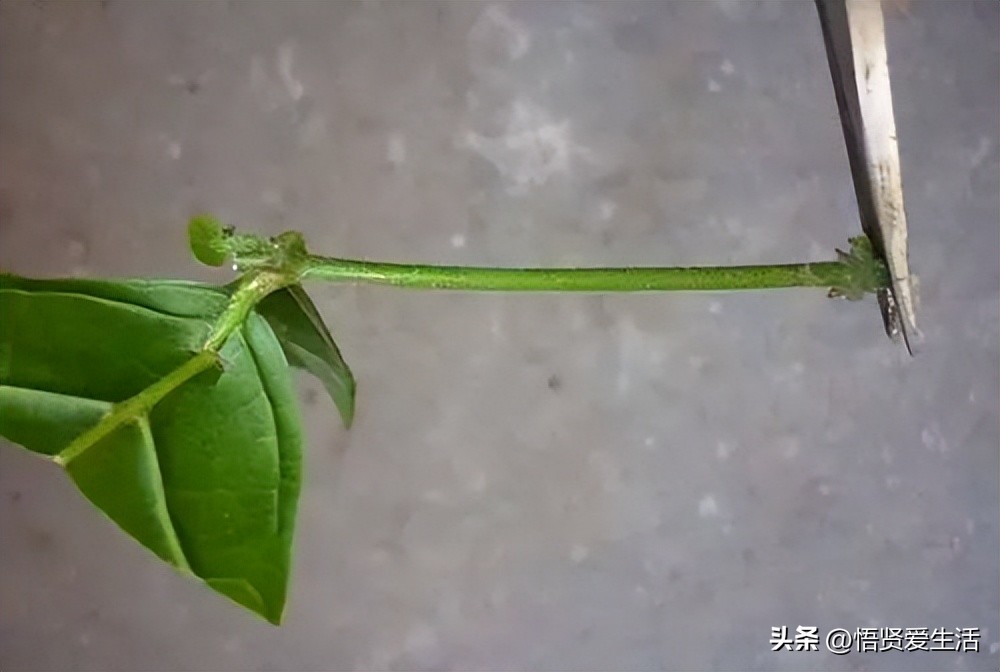 September is the best opportunity to grow flowers and cuttings: fast ...